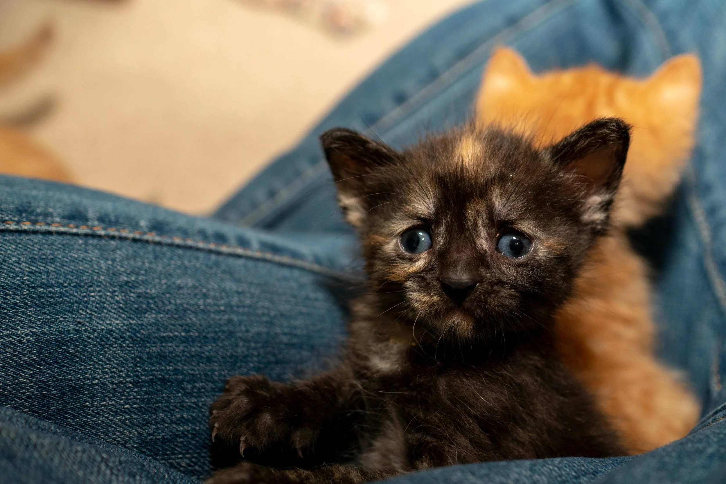 Breakfast Kittens Update Photos! — Kitten Academy
