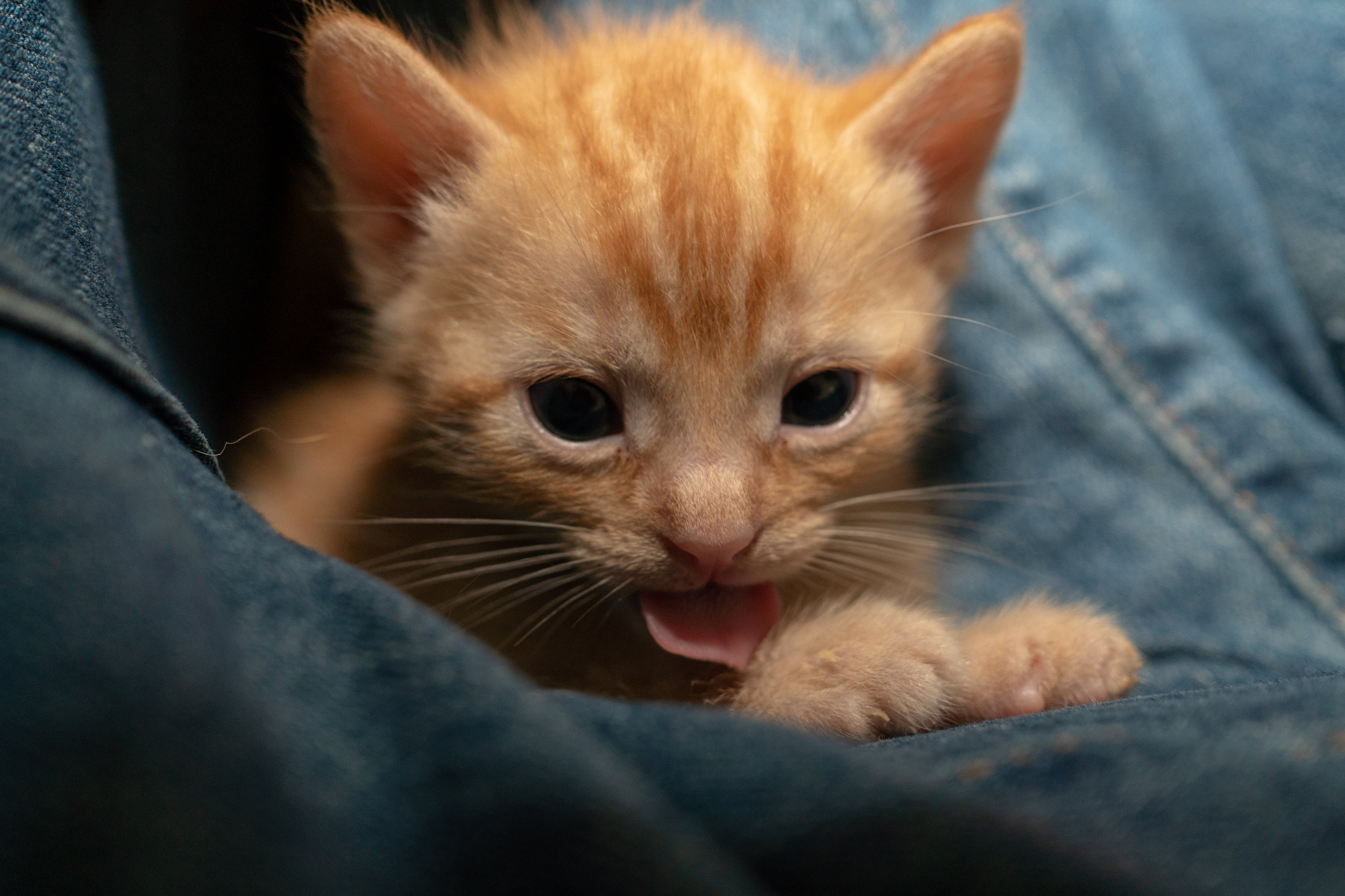 Breakfast Kittens Update Photos! — Kitten Academy