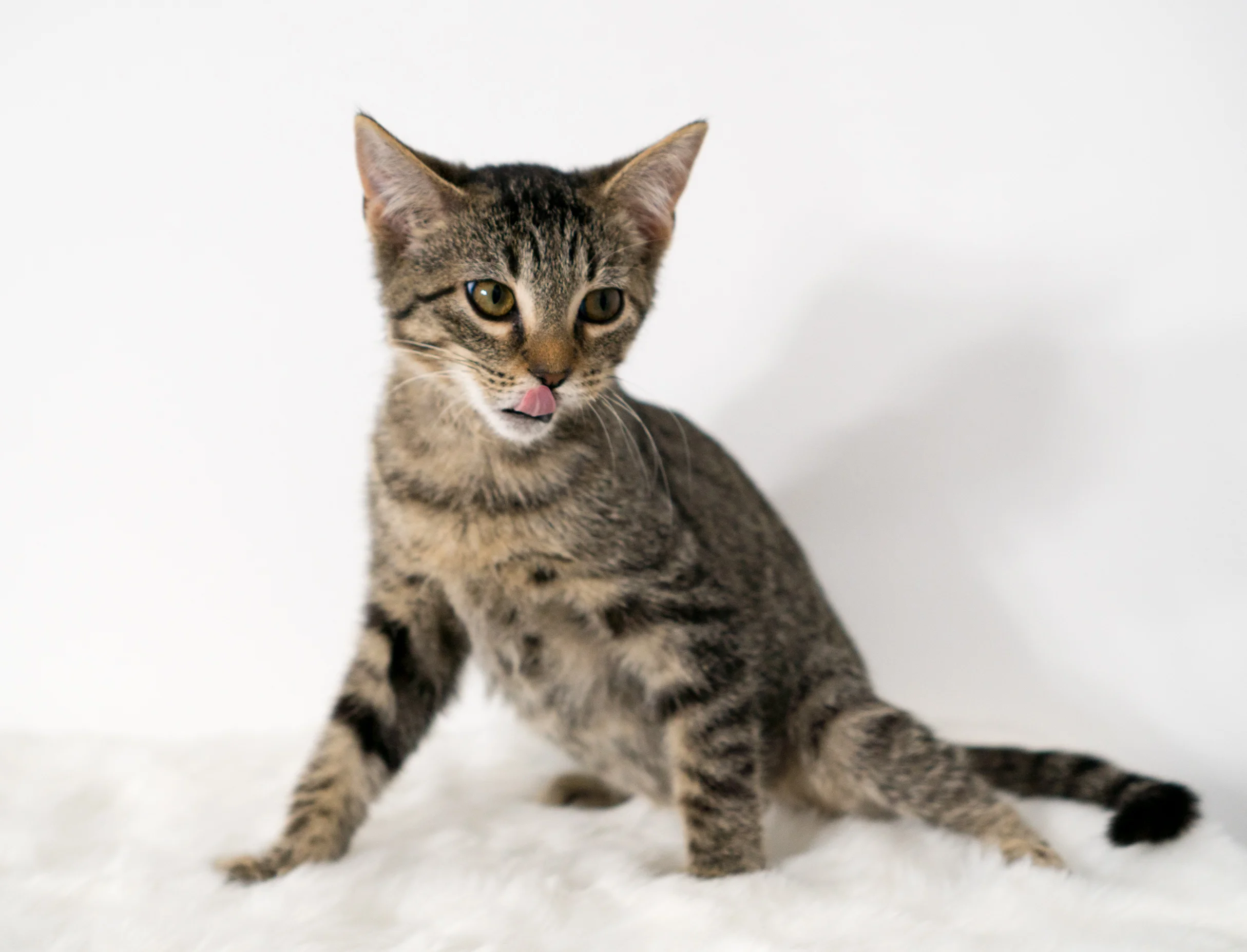 Cat Trees — Kitten Academy