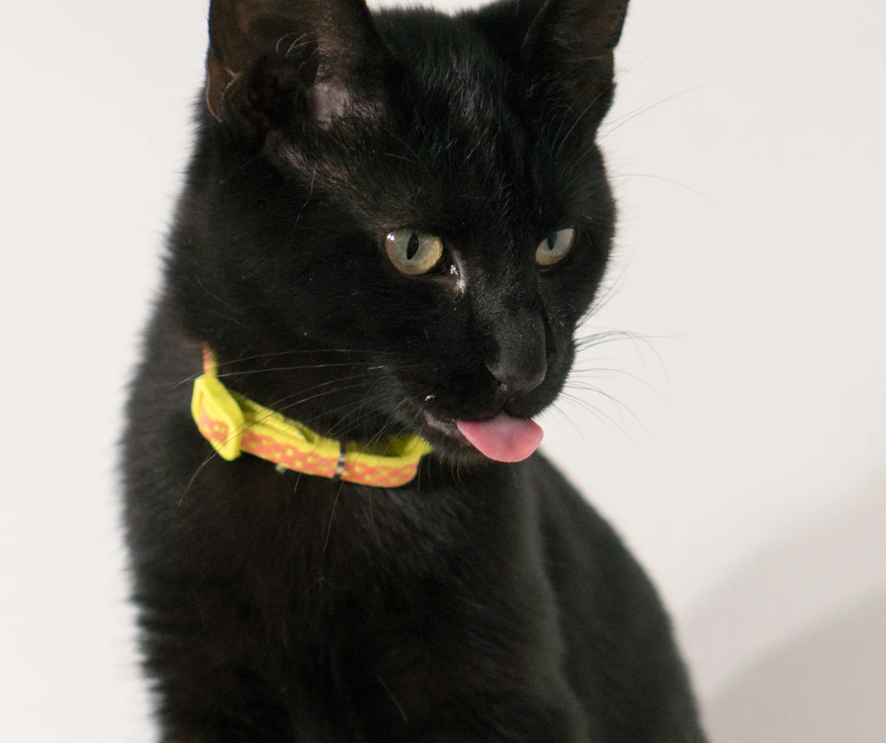 Cat Trees — Kitten Academy