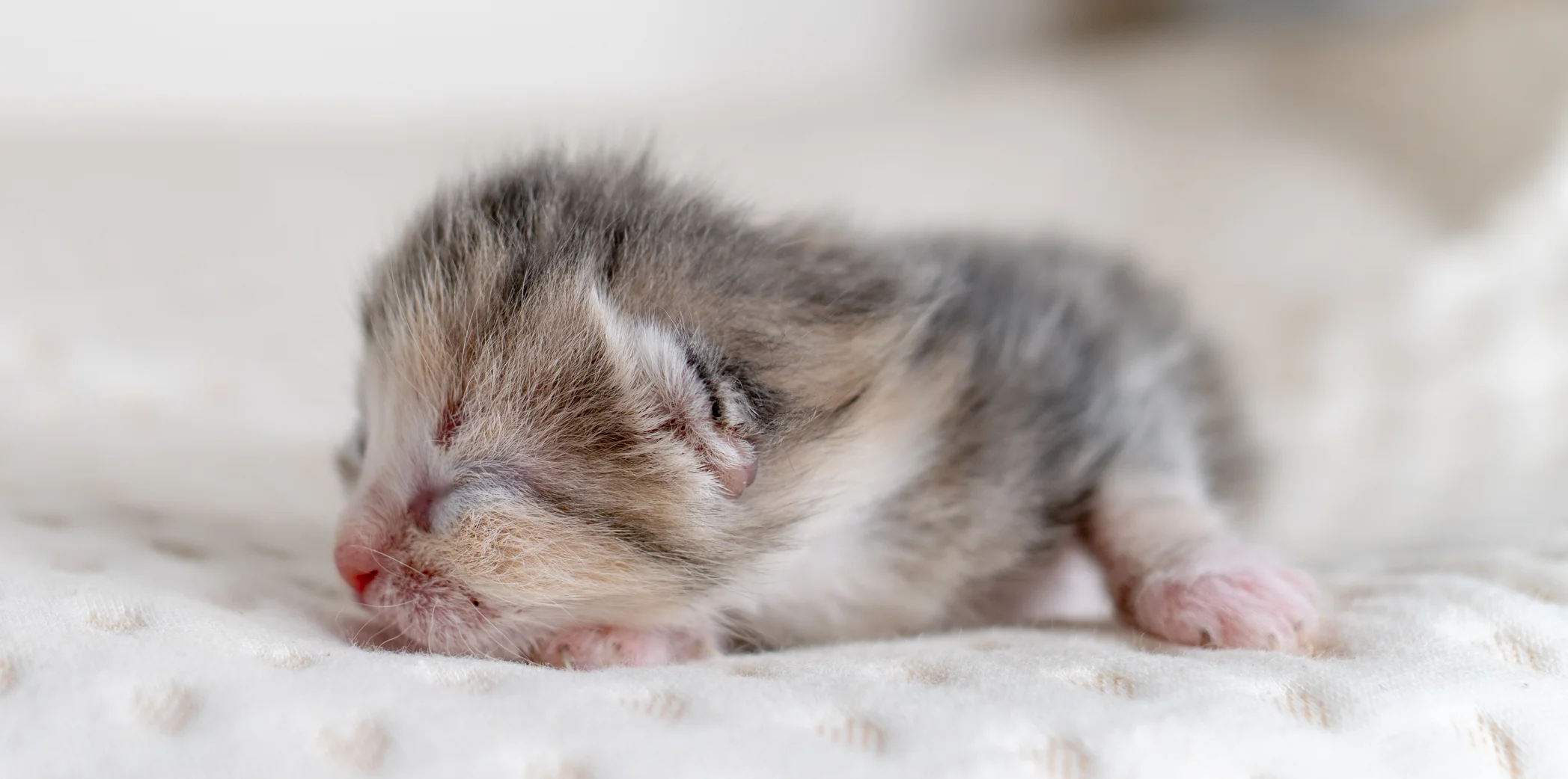 Introducing the Well-Versed Kittens! — Kitten Academy