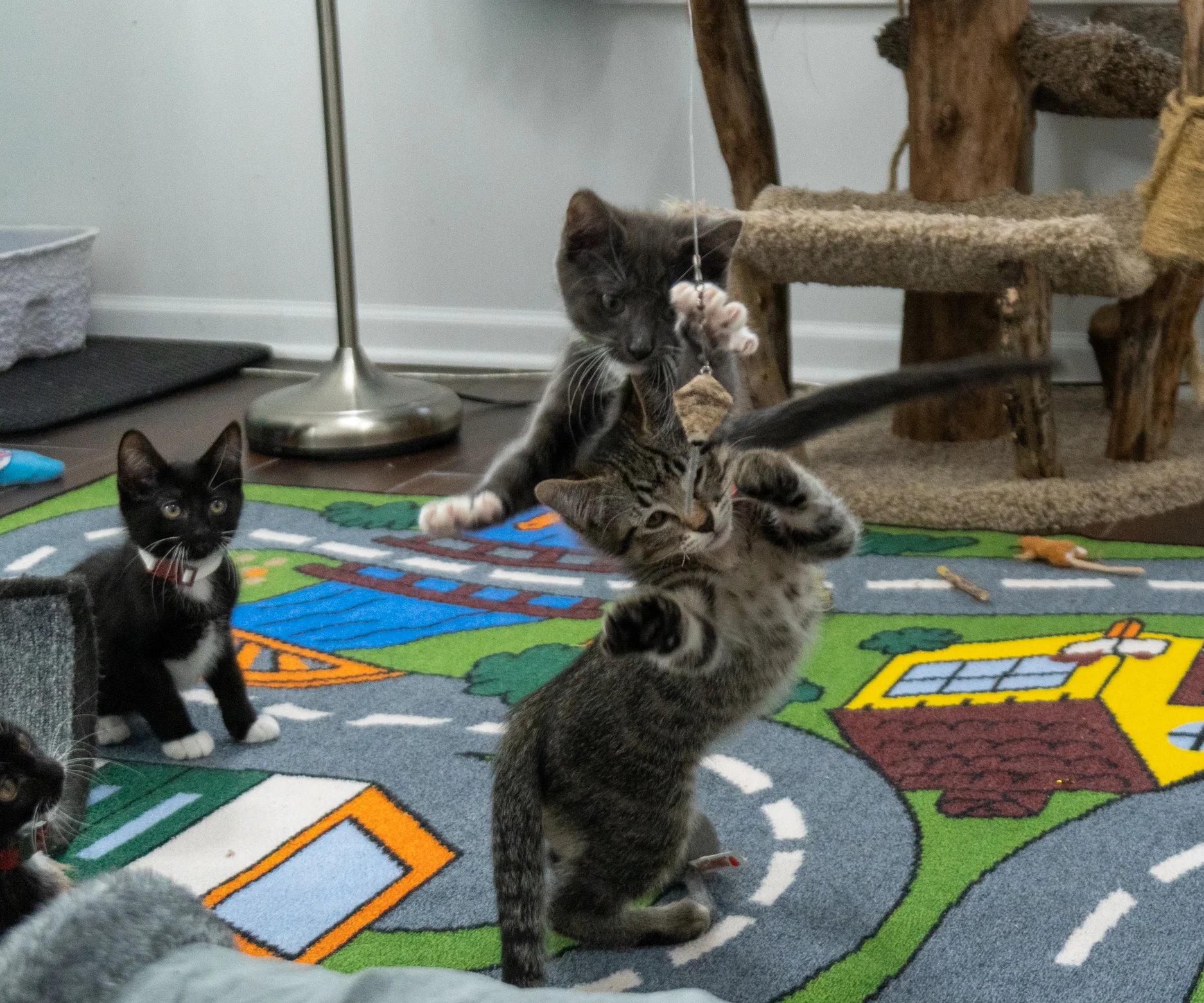 Welcome Working Class! — Kitten Academy
