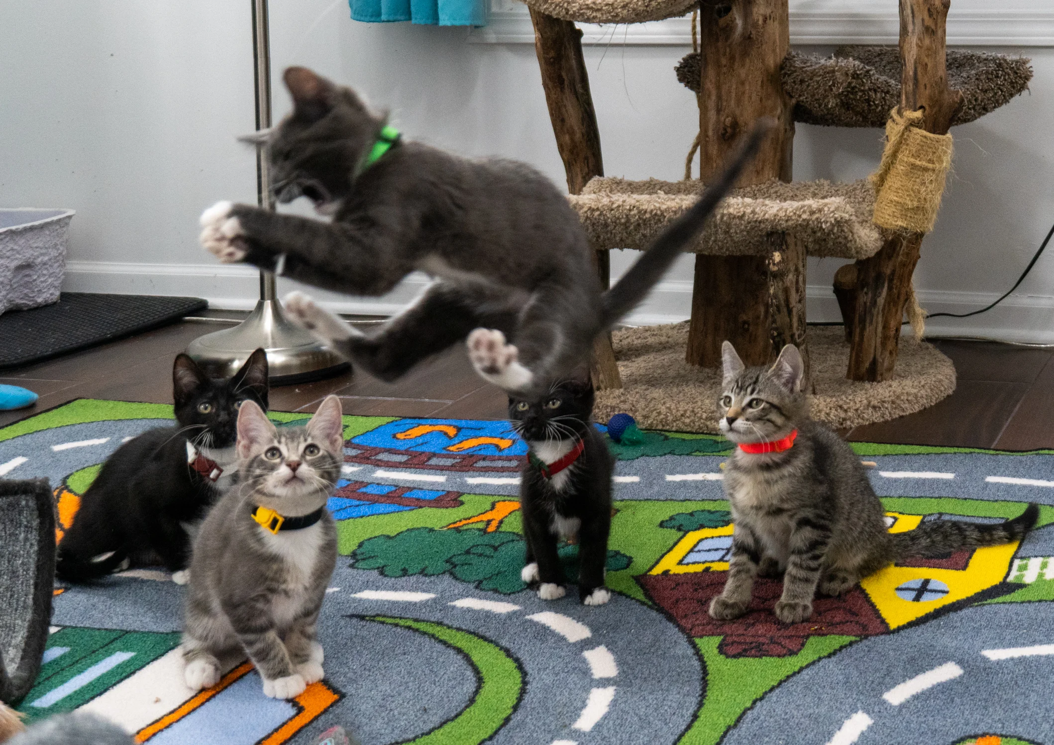 Welcome Working Class! — Kitten Academy