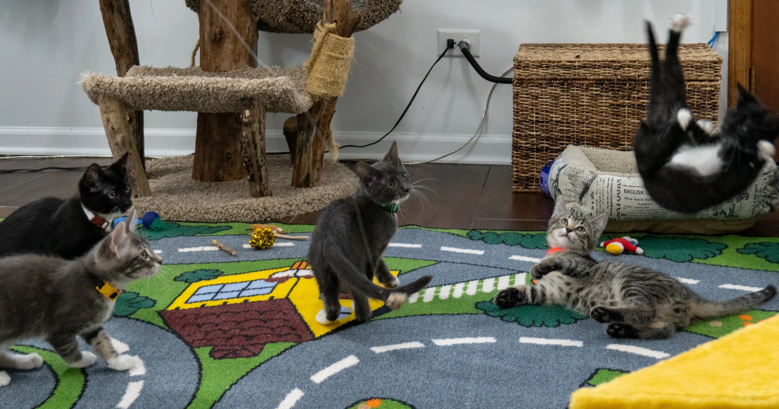 Welcome Working Class! — Kitten Academy