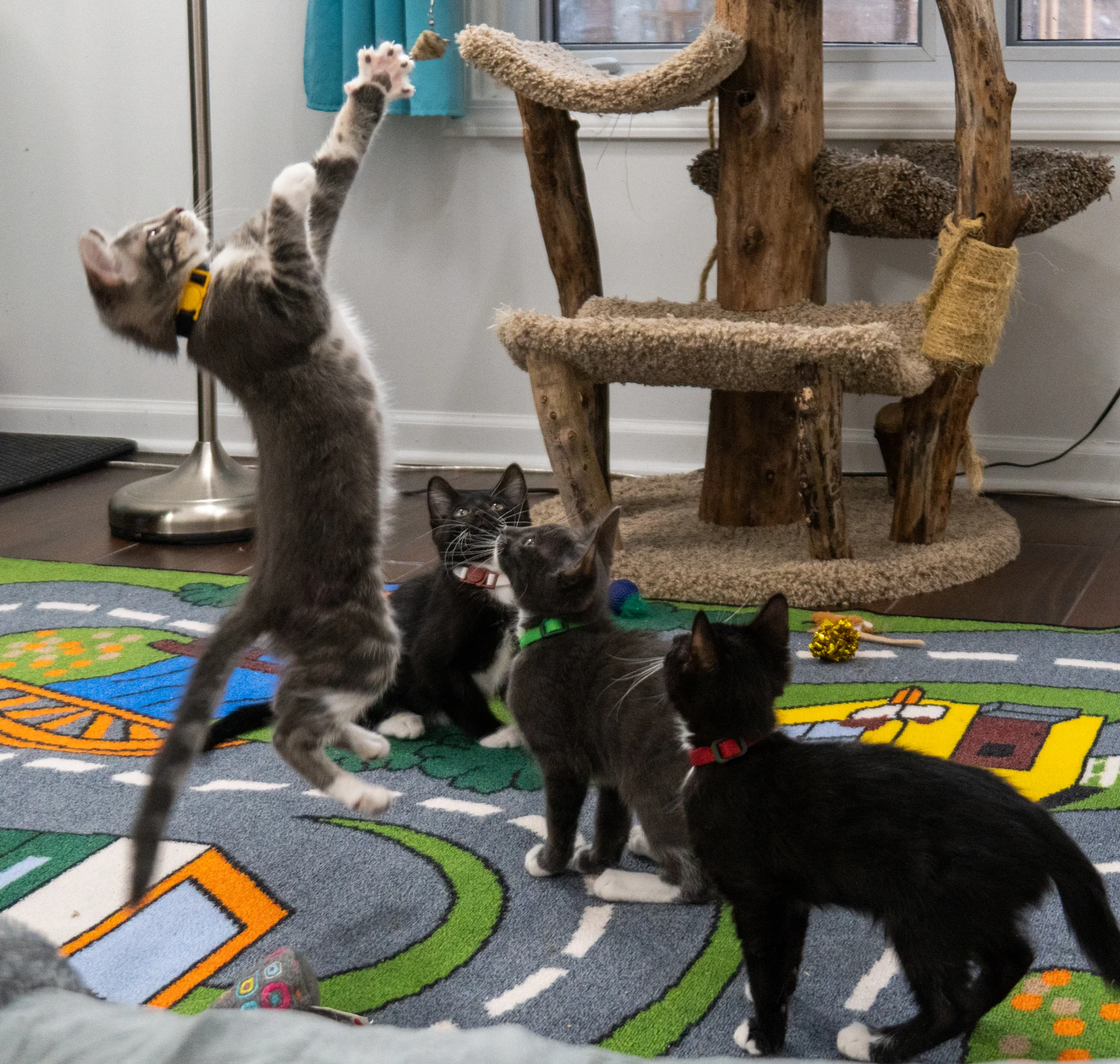 Welcome Working Class! — Kitten Academy