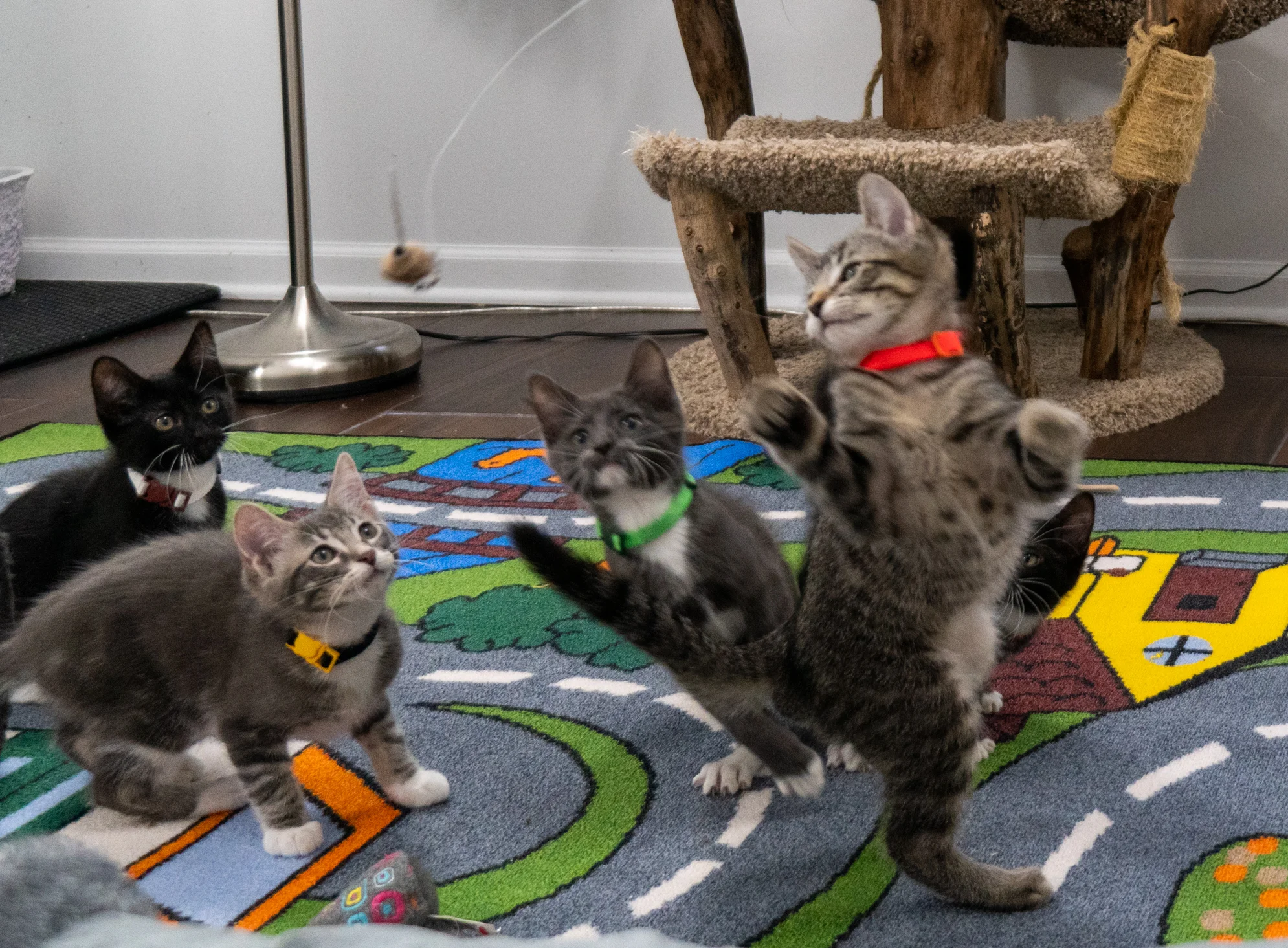 Welcome Working Class! — Kitten Academy