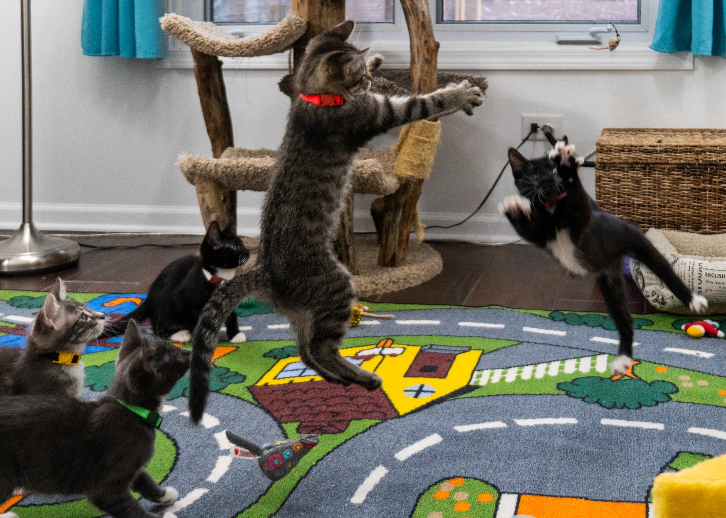 Welcome Working Class! — Kitten Academy