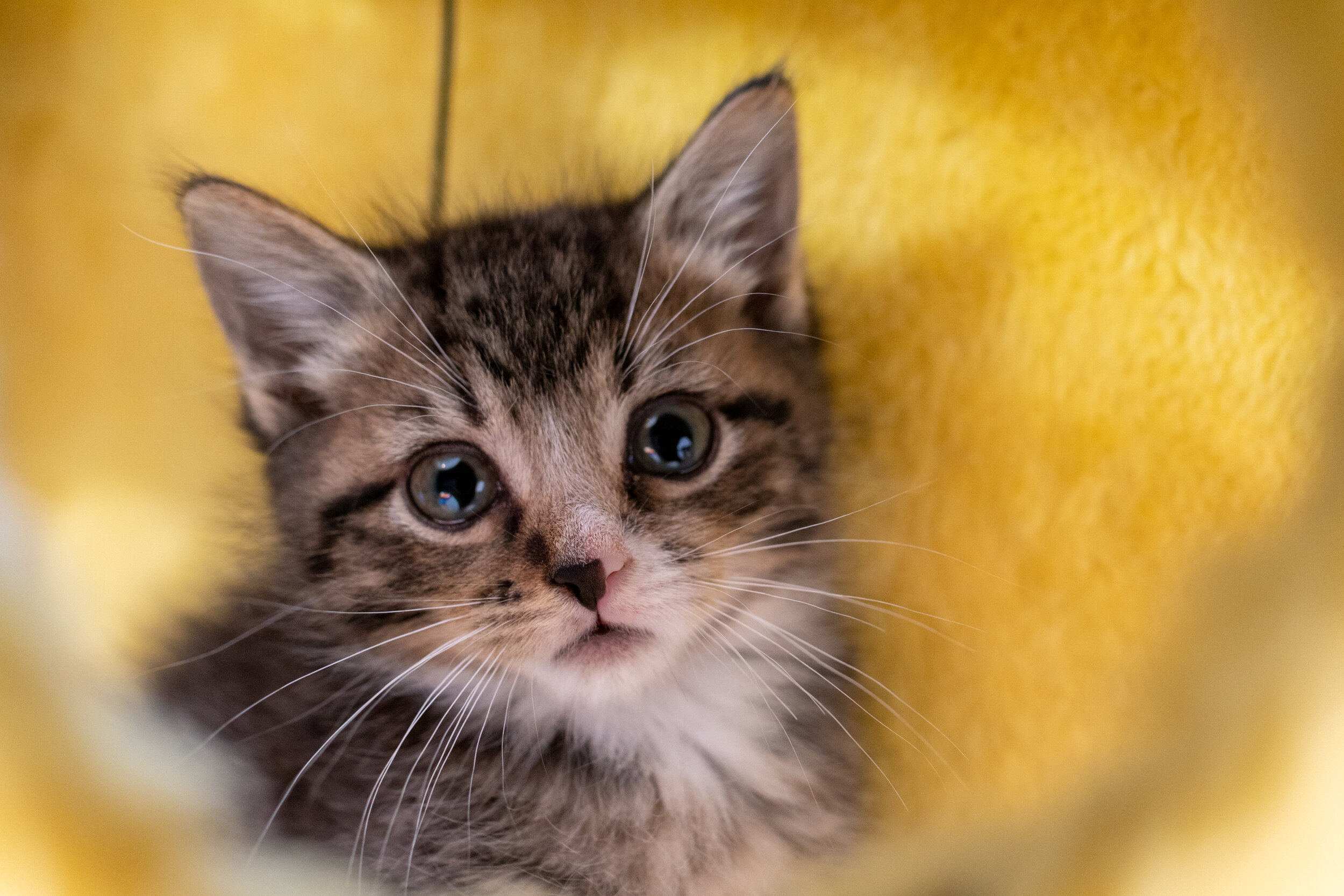 Welcome to Brook's Babbles! — Kitten Academy