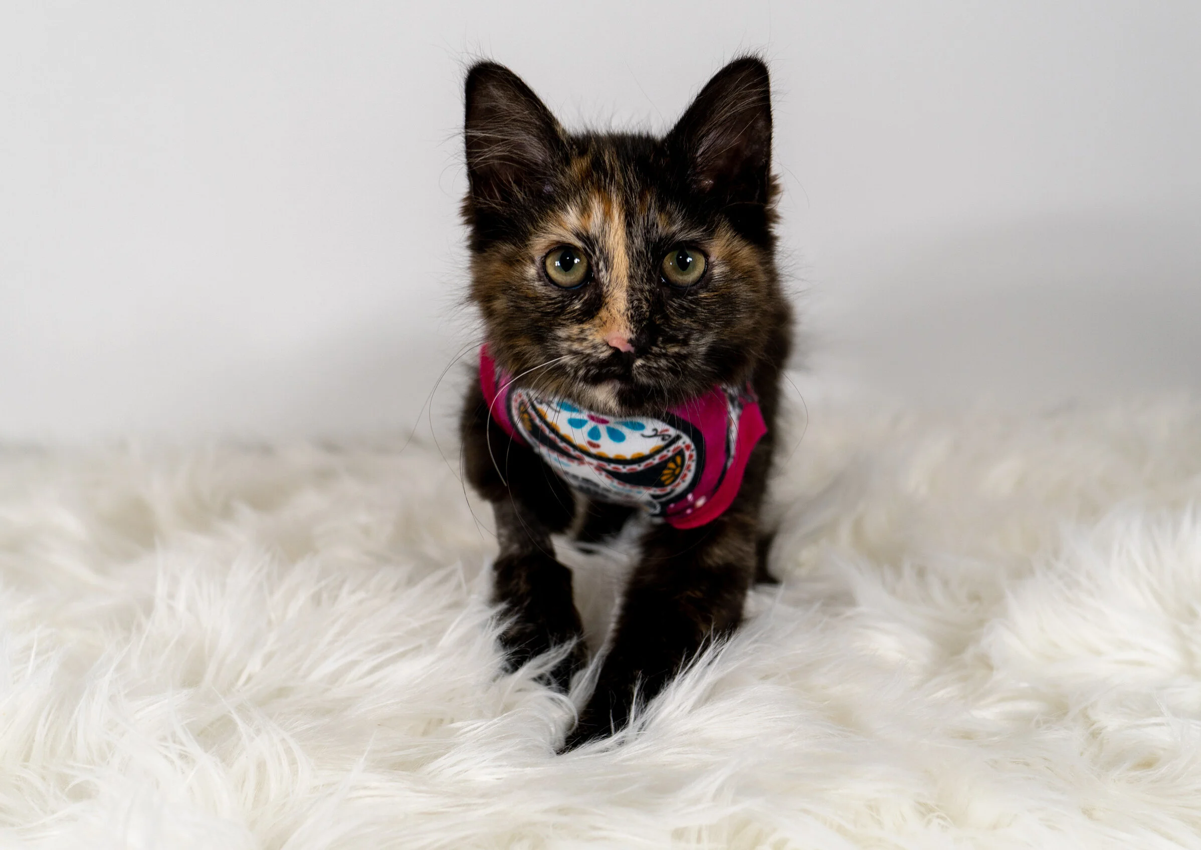 Tinkerer's Graduation! — Kitten Academy