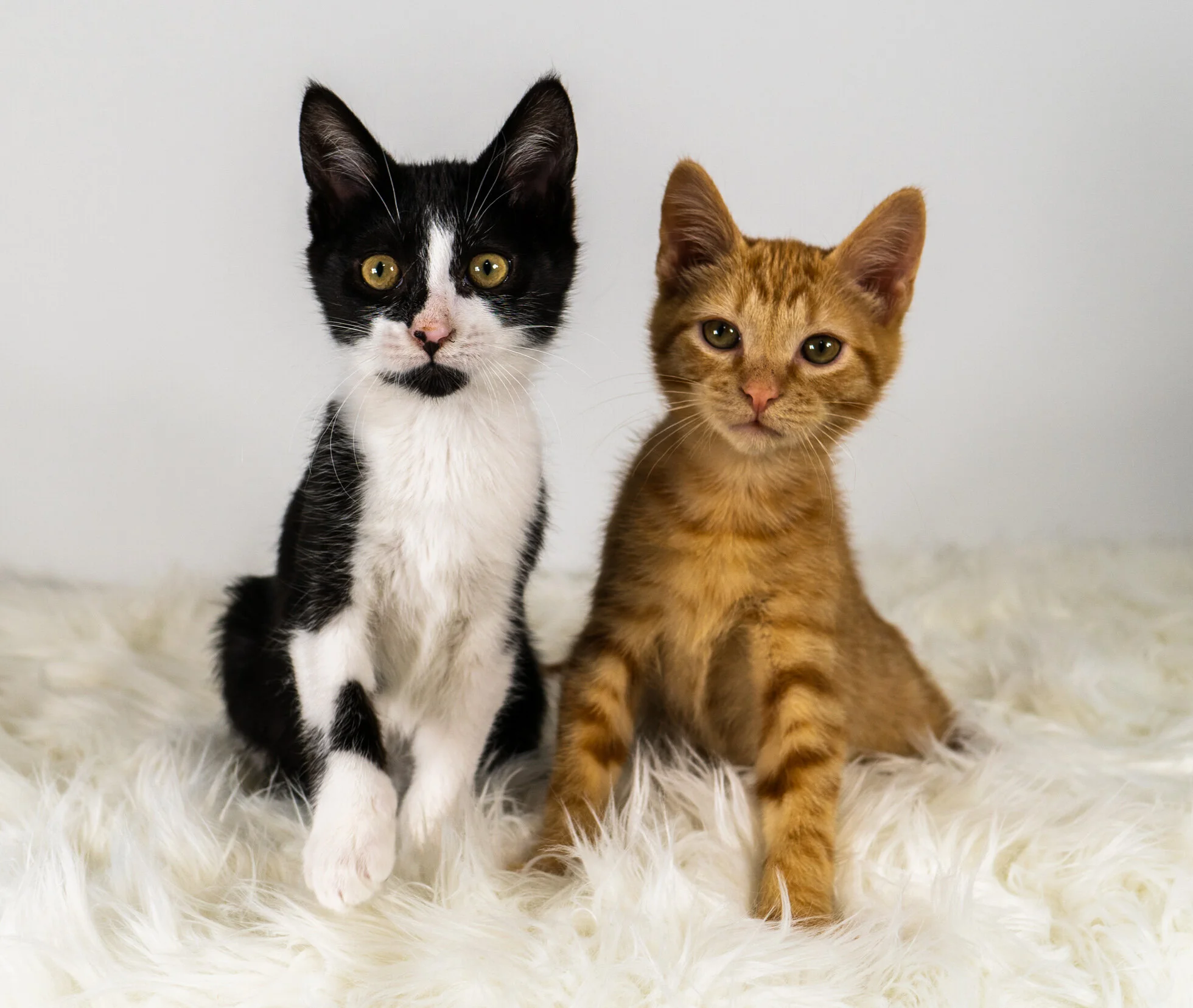 Tinkerer's Graduation! — Kitten Academy