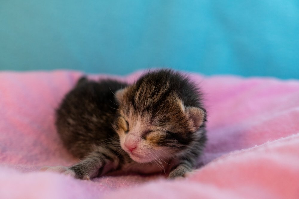 Welcome to the Gifts of Gab! — Kitten Academy