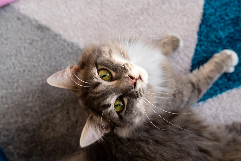 Welcome to the Gifts of Gab! — Kitten Academy