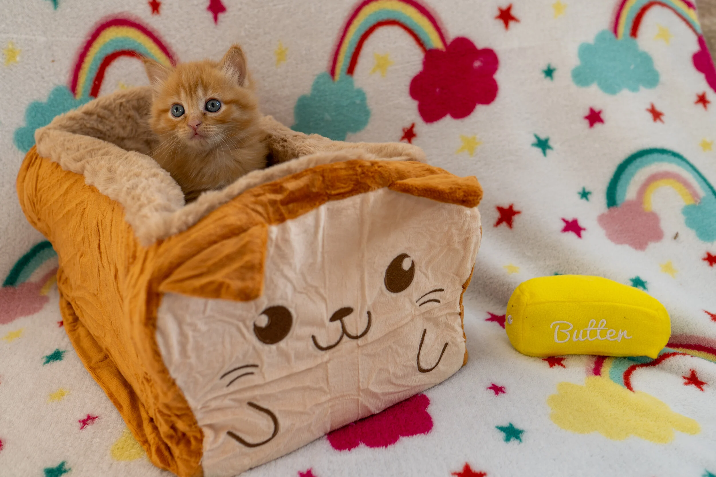 Bebop's Weebops in Too Many Photos! — Kitten Academy