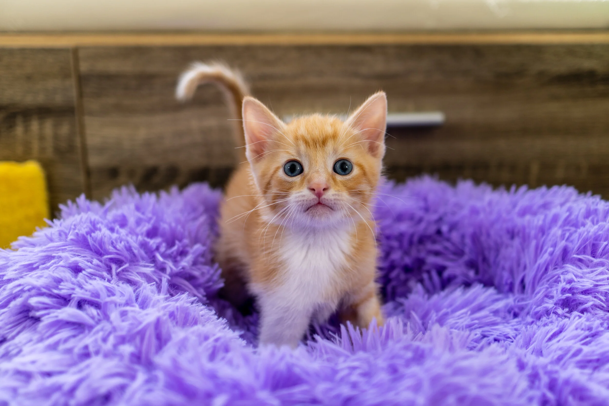 Bebop's Weebops in Too Many Photos! — Kitten Academy