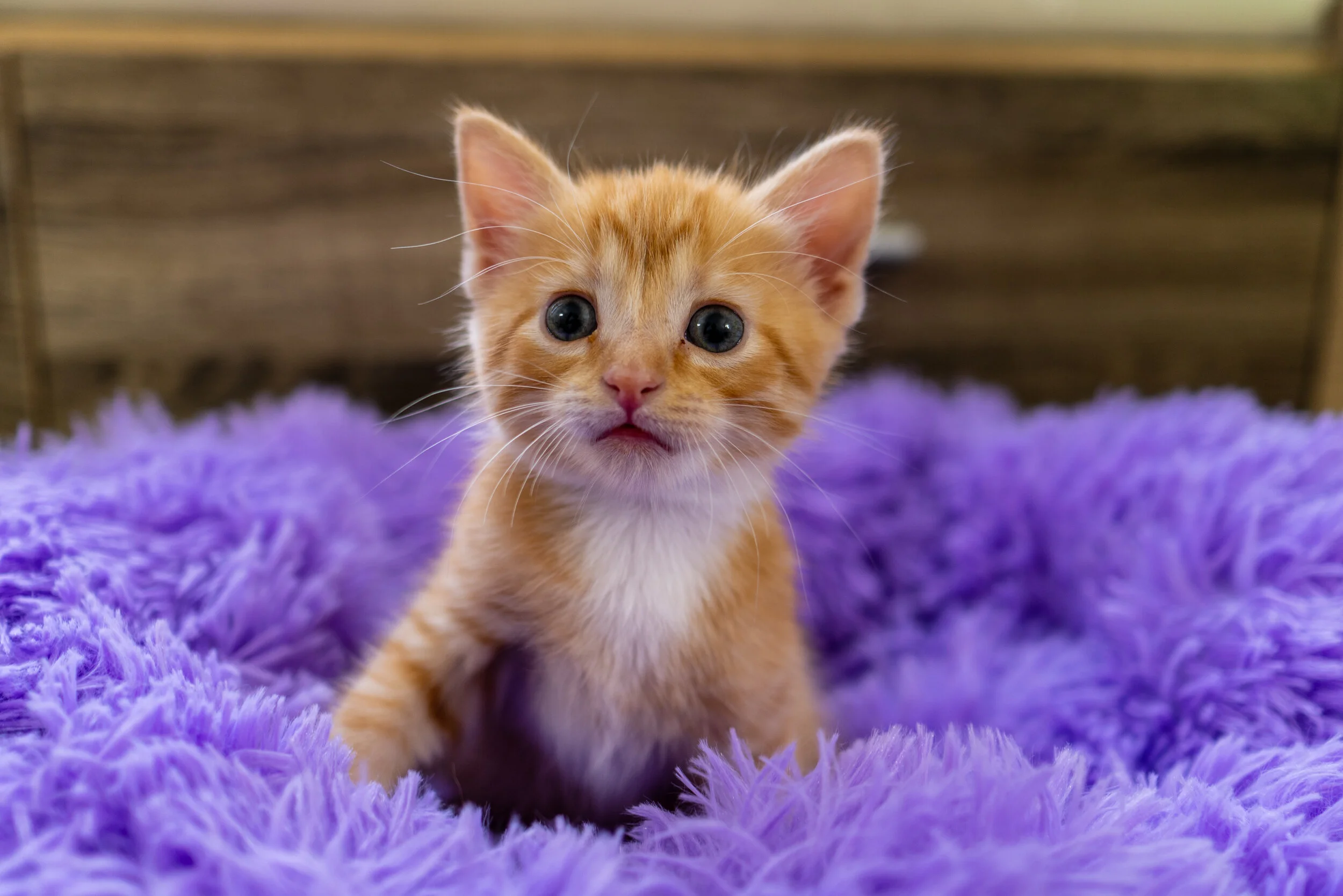 Bebop's Weebops in Too Many Photos! — Kitten Academy