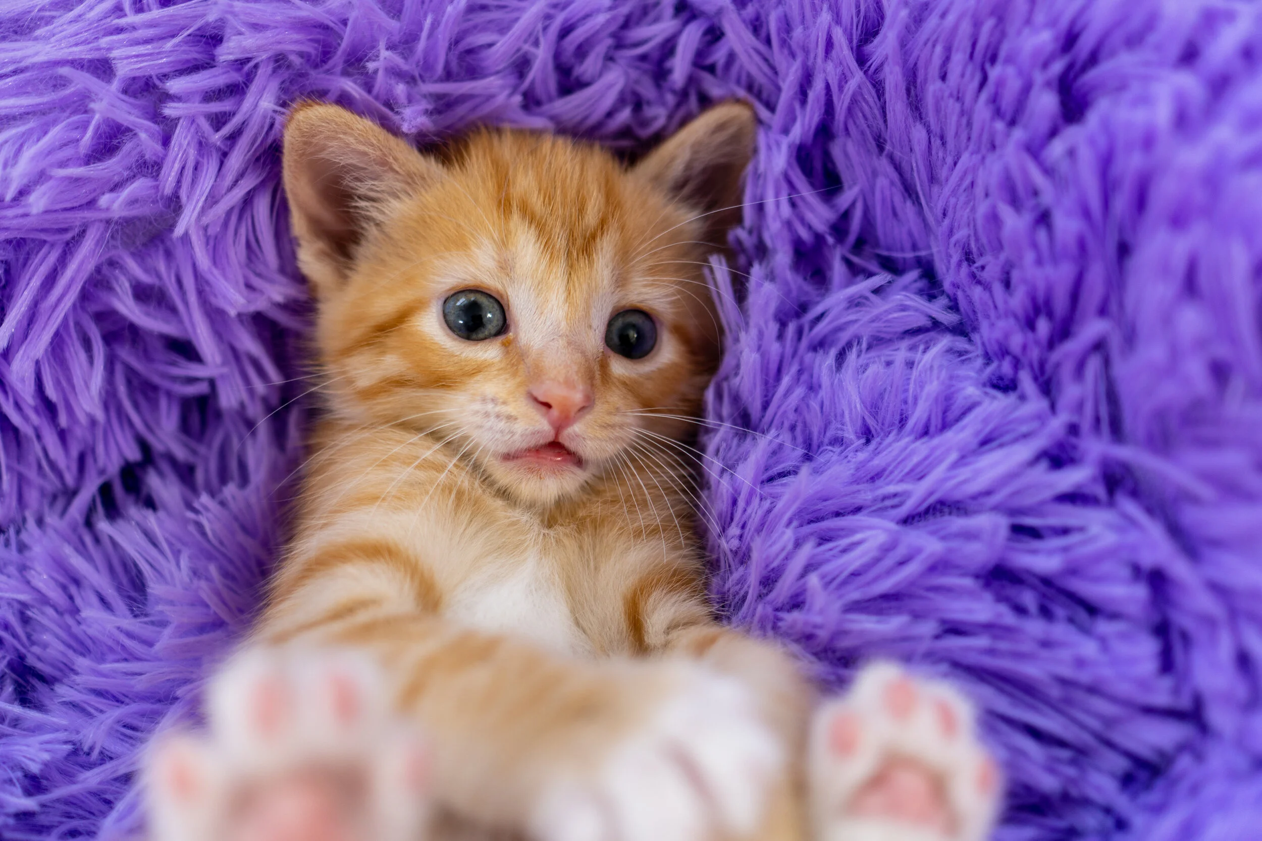 Bebop's Weebops in Too Many Photos! — Kitten Academy