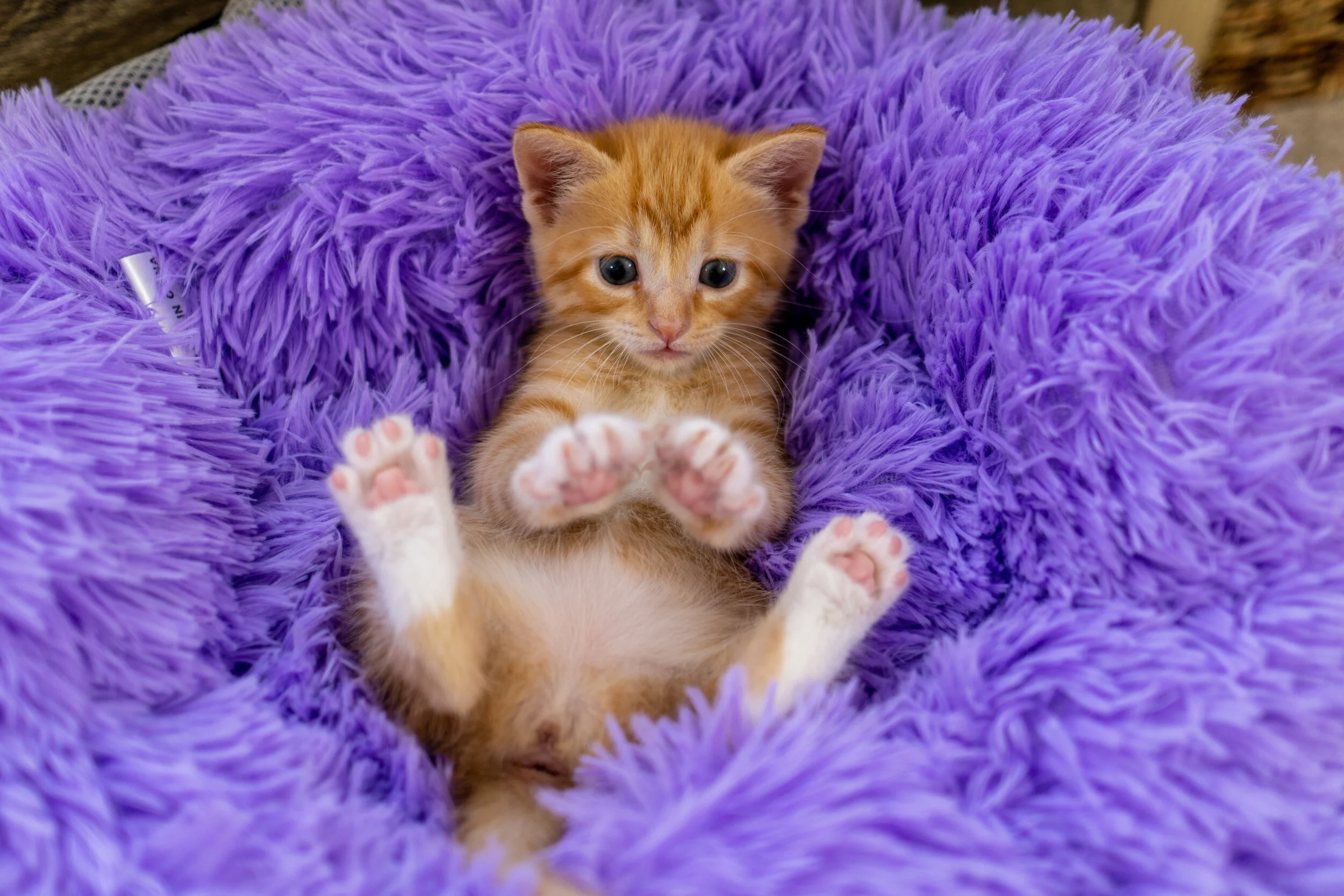 Bebop's Weebops in Too Many Photos! — Kitten Academy