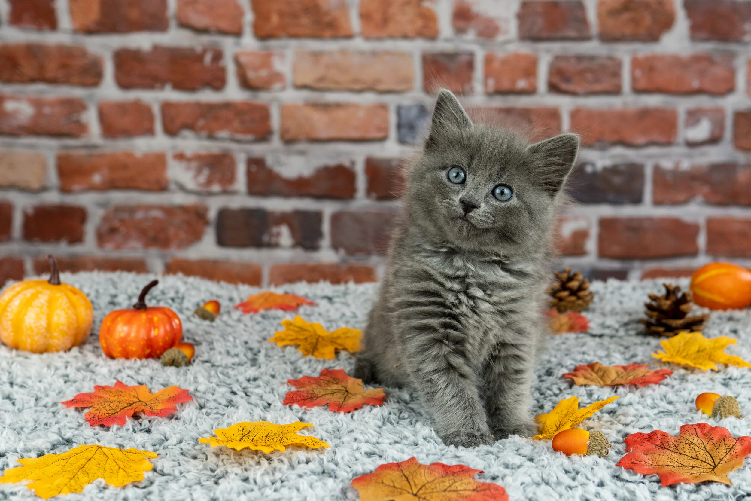 Happy Meowloween! — Kitten Academy