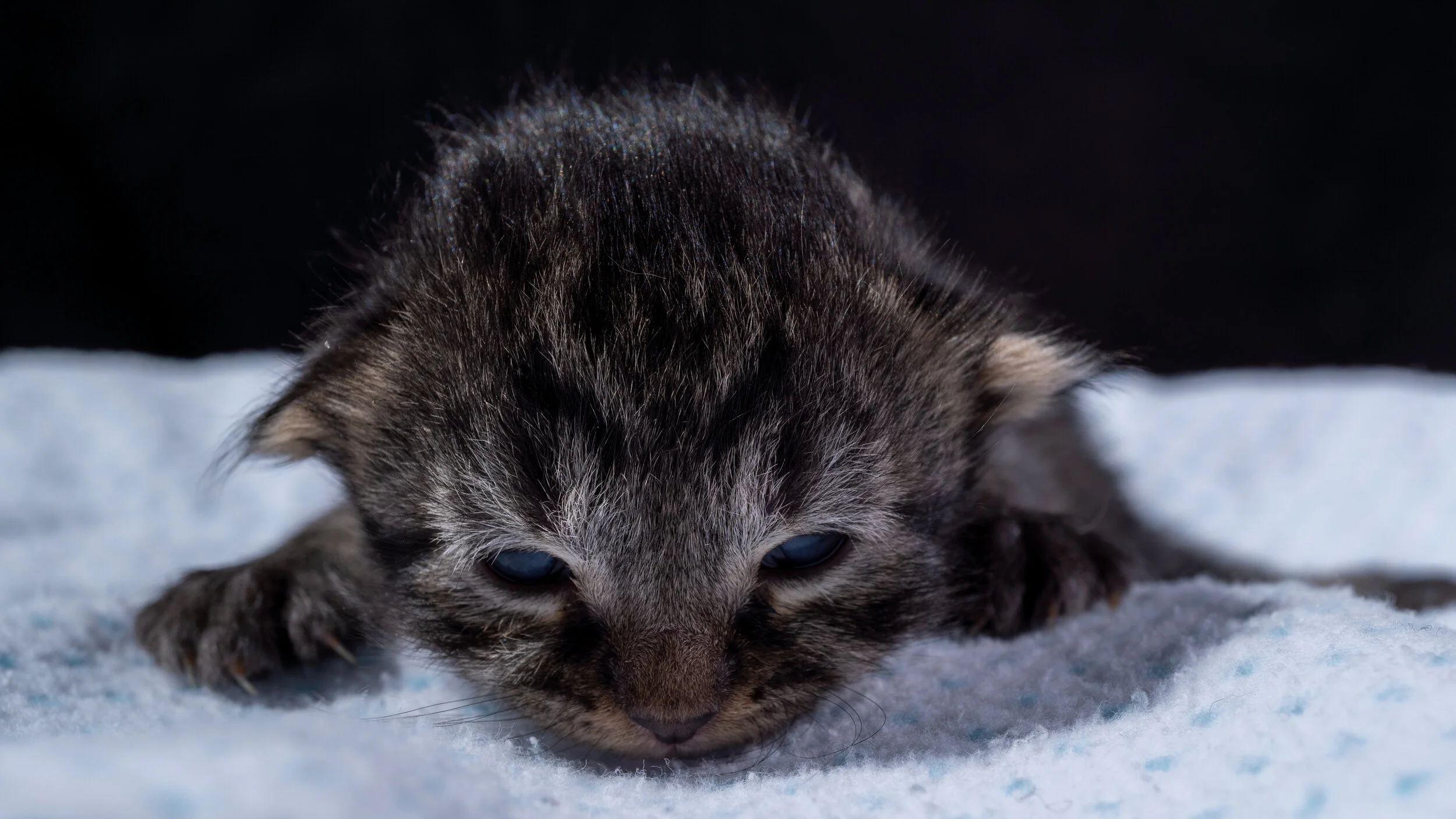 Two Households, both Alike in Dignity! — Kitten Academy