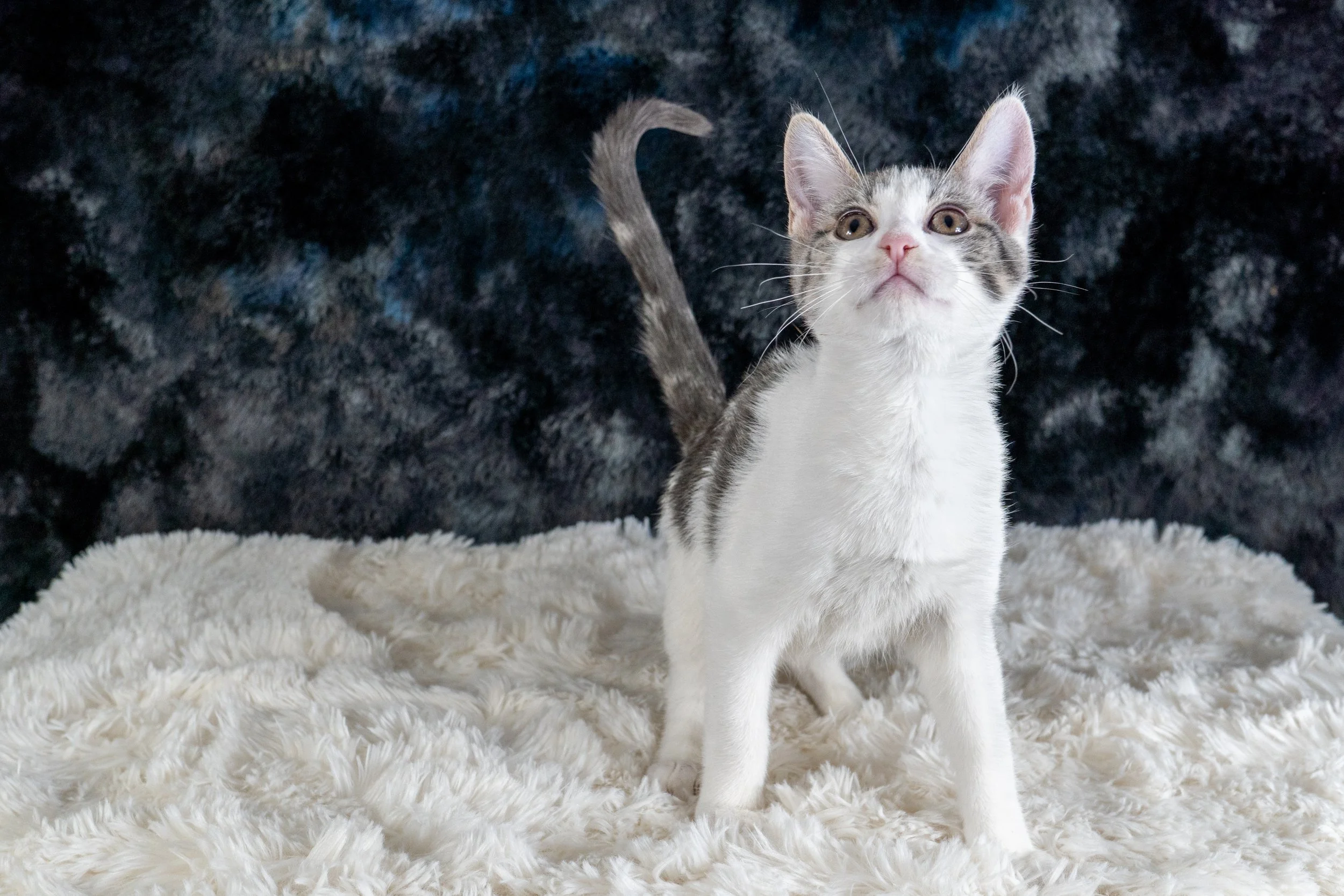 Hold Onto Your Hats! News, Updates & Photos! — Kitten Academy