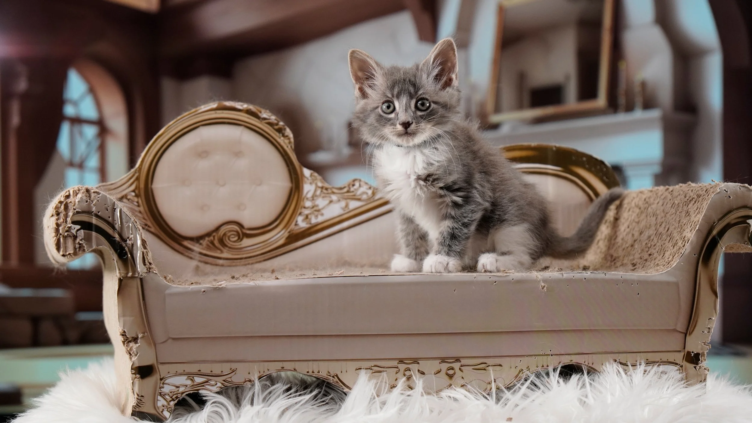 Mewspaper — Kitten Academy