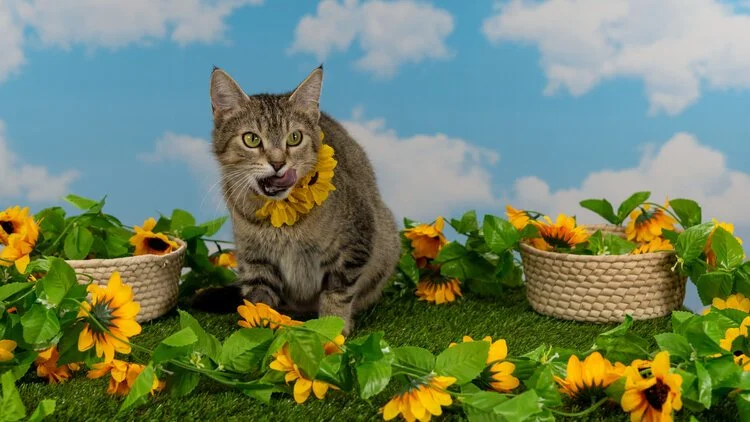 Alumni — Kitten Academy