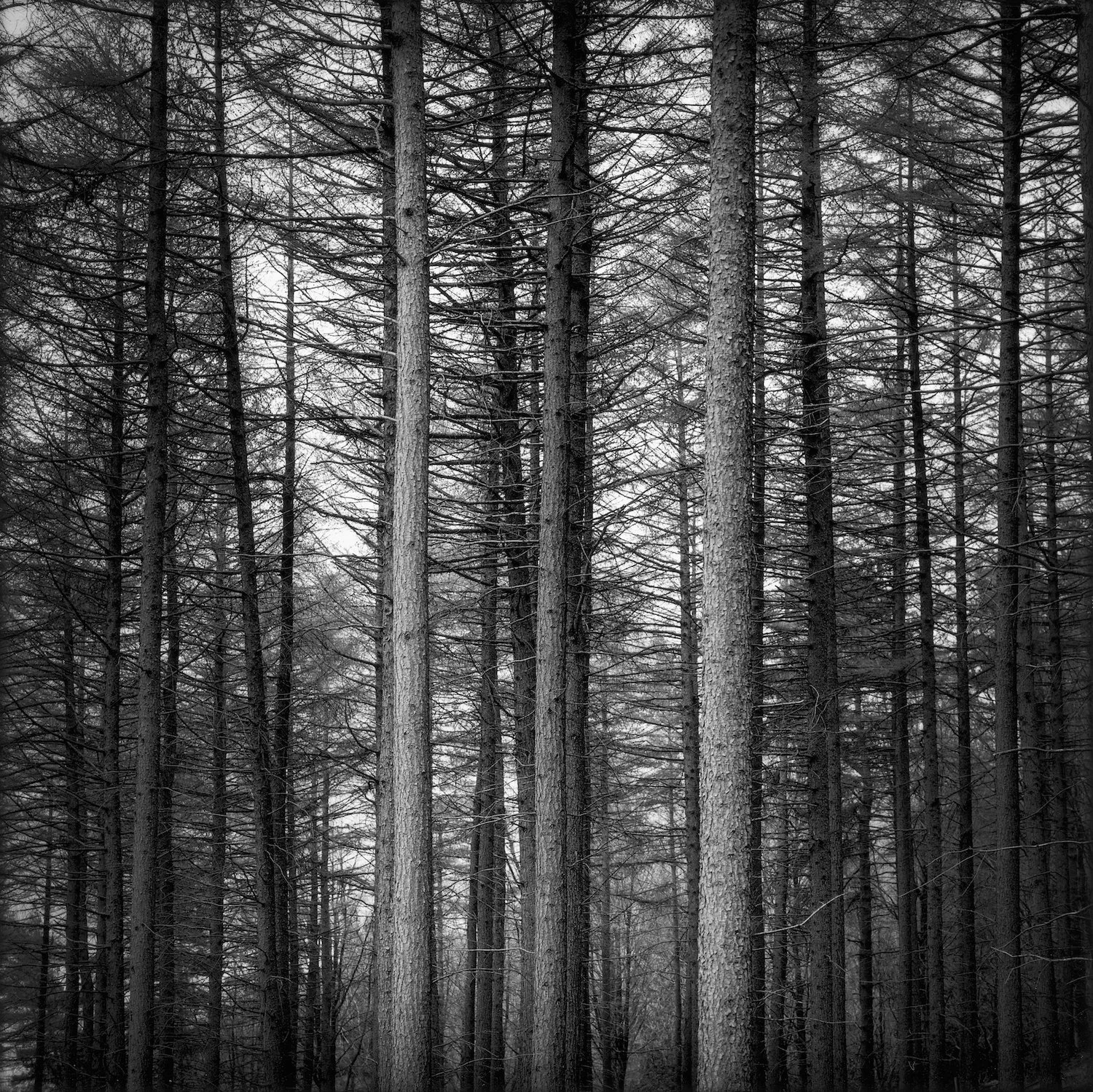 TRUNCATED 1 — PAUL HART