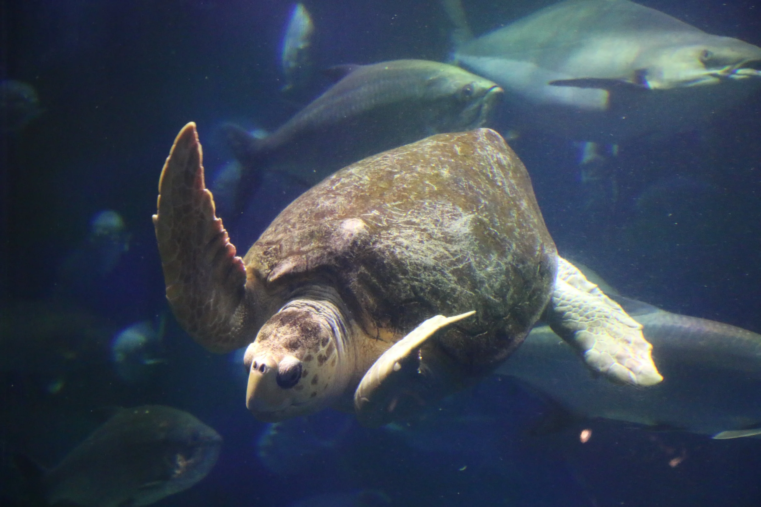 Sea Turtles on Hilton Head Island - Island Life HH