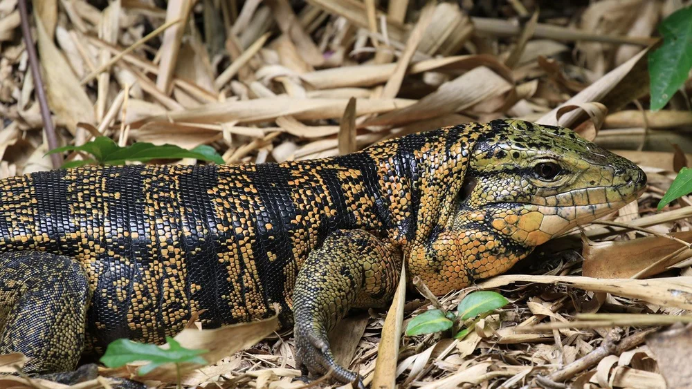 Sweet, Sweet T&T — Birding the Islands