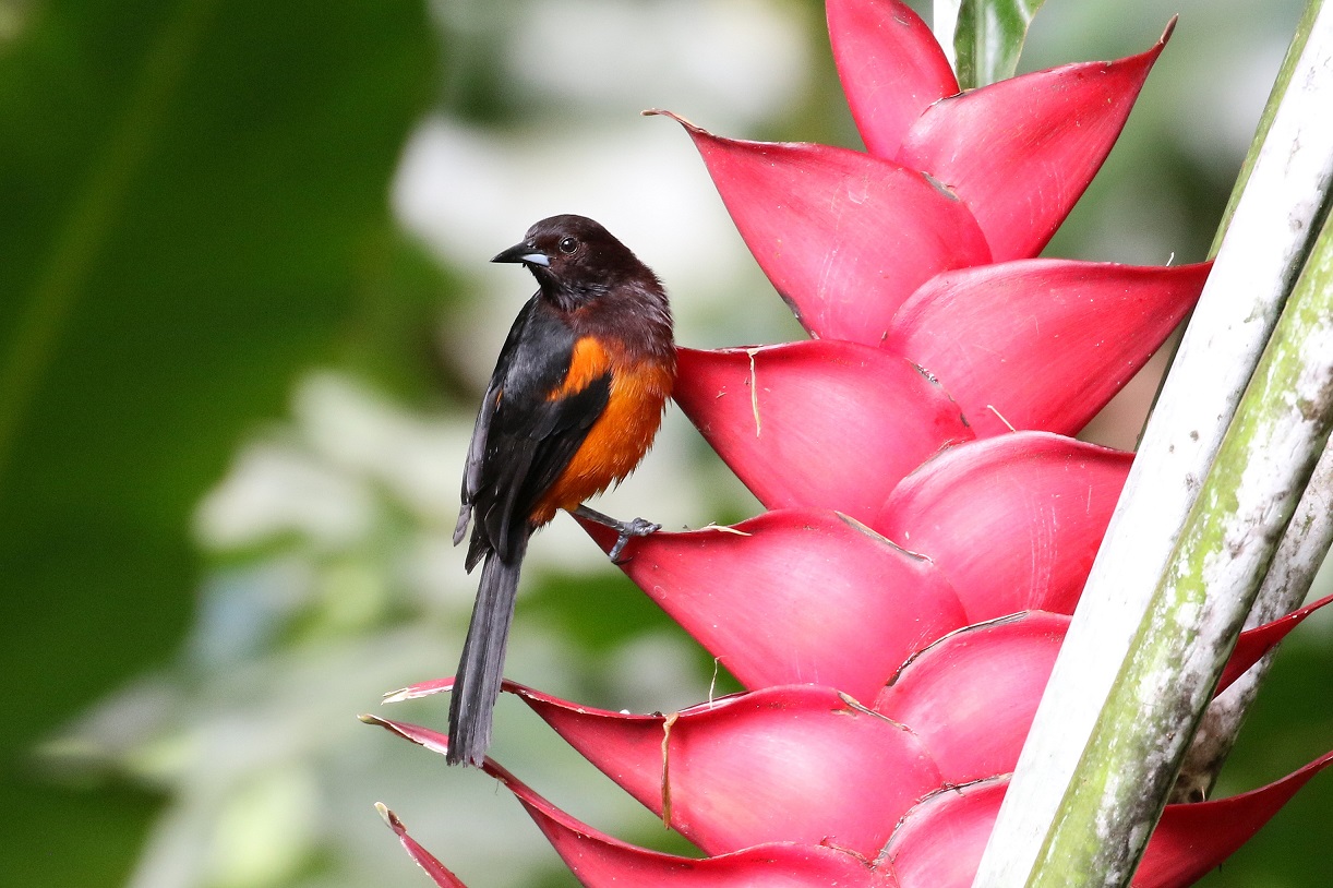Every Endemic in the Lesser Antilles — Birding the Islands