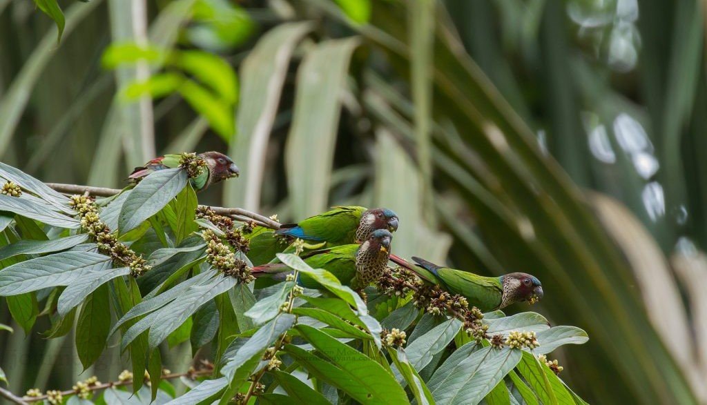 Endemics of the Guiana Shield — Birding the Islands