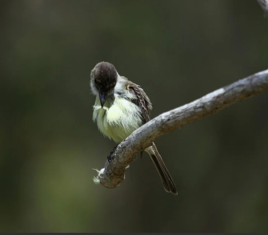 Endemics of the Greater Antilles — Birding the Islands
