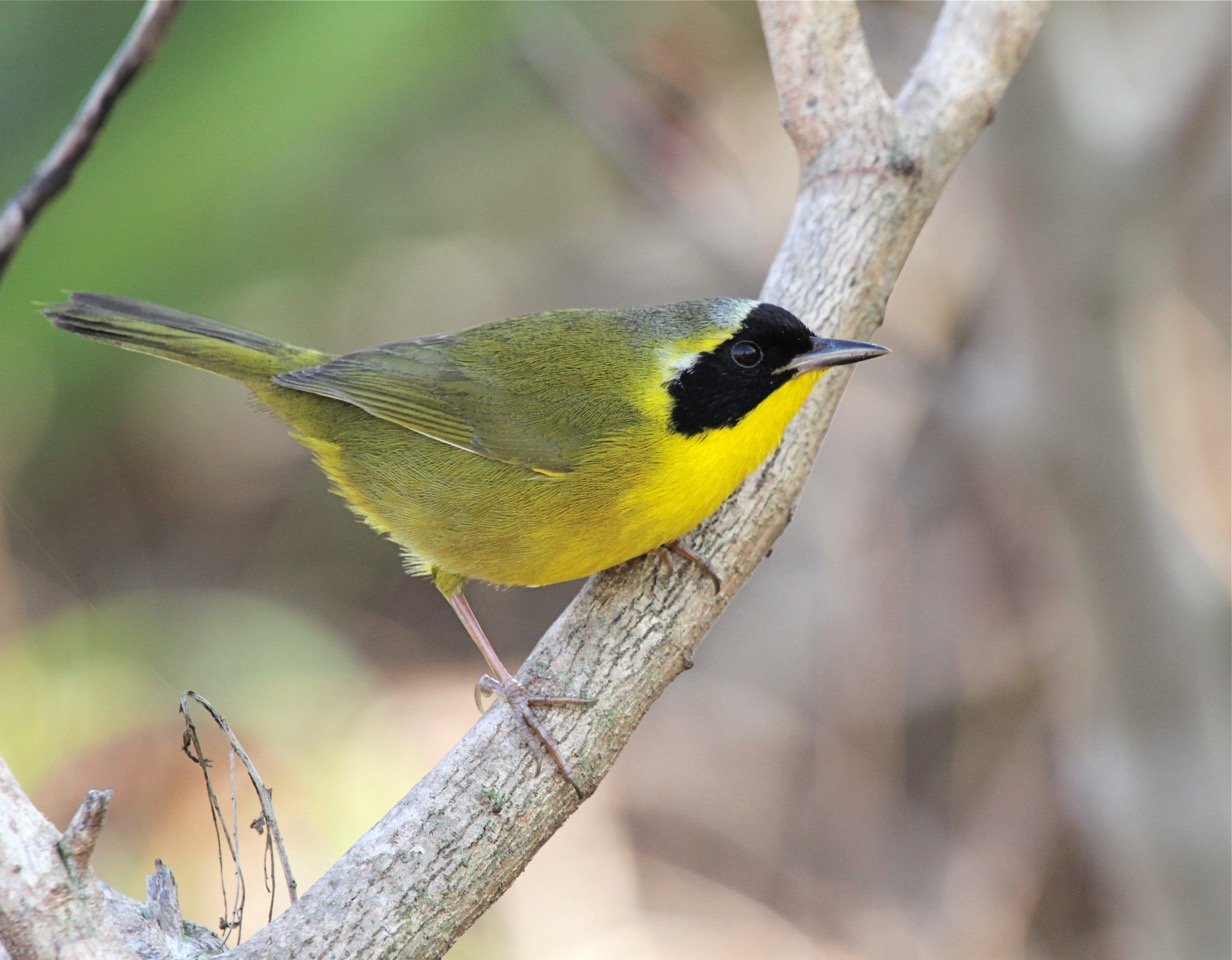 Endemics of the Bahamas — Birding the Islands