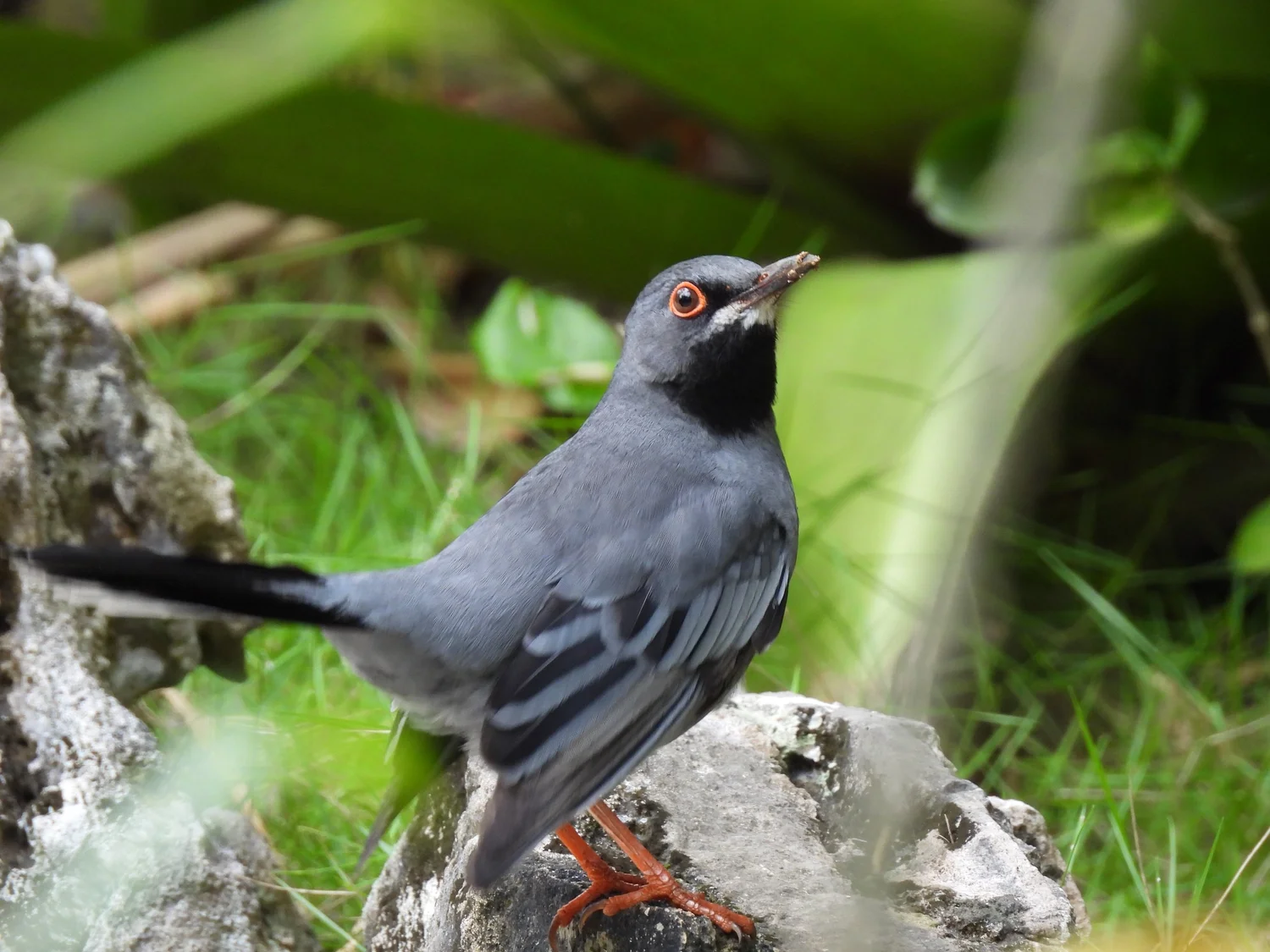 Endemics of the Bahamas — Birding the Islands