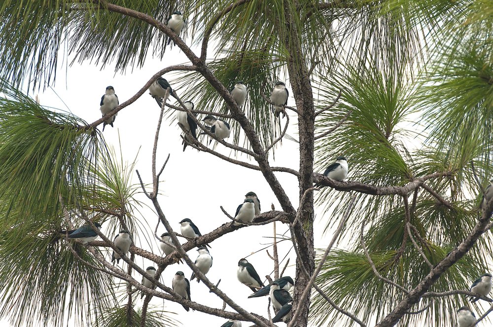 Endemics of the Bahamas — Birding the Islands