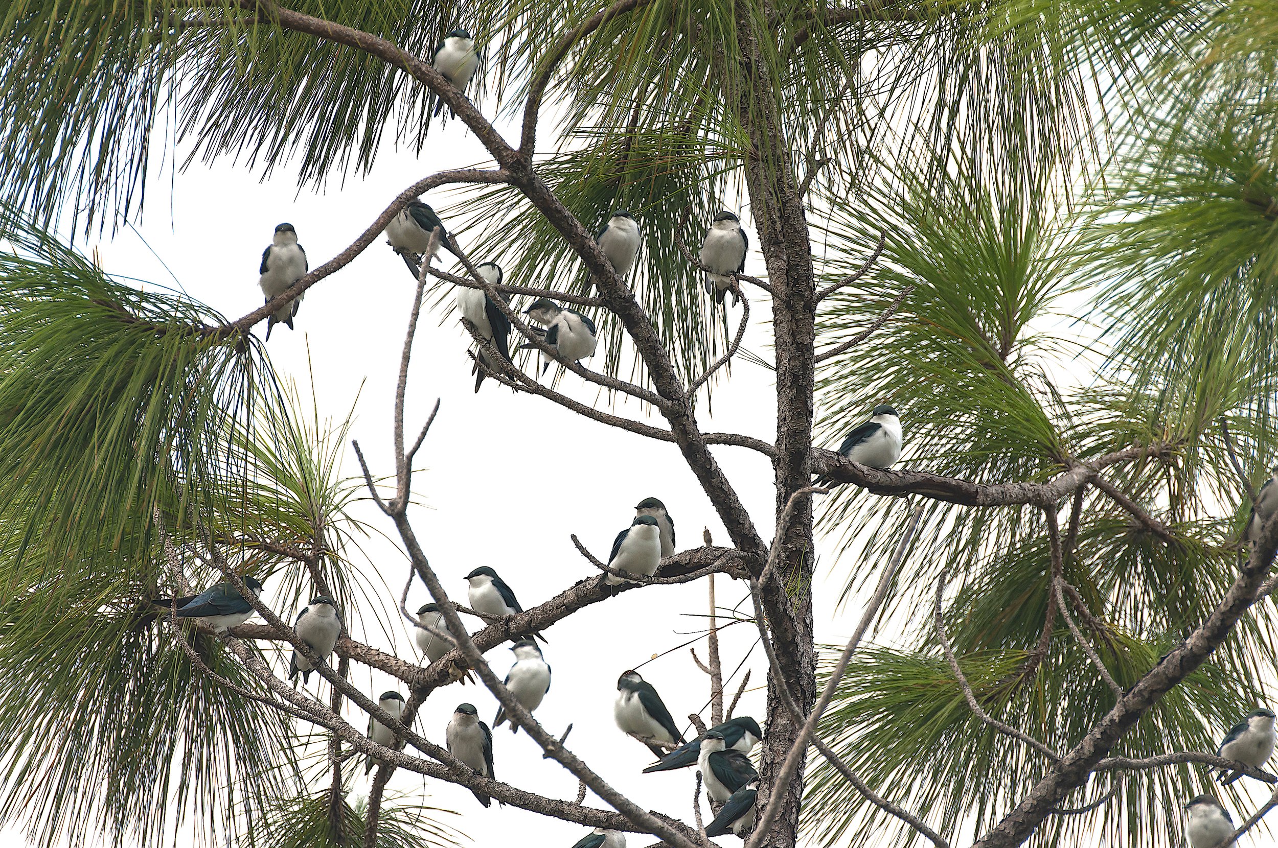 Endemics of the Bahamas — Birding the Islands
