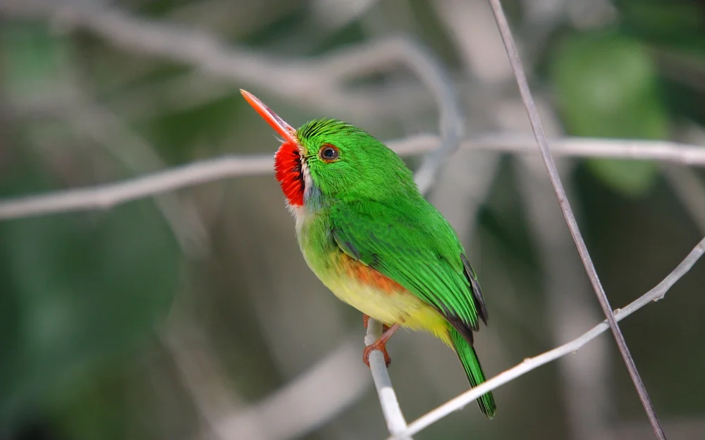Birding the Islands