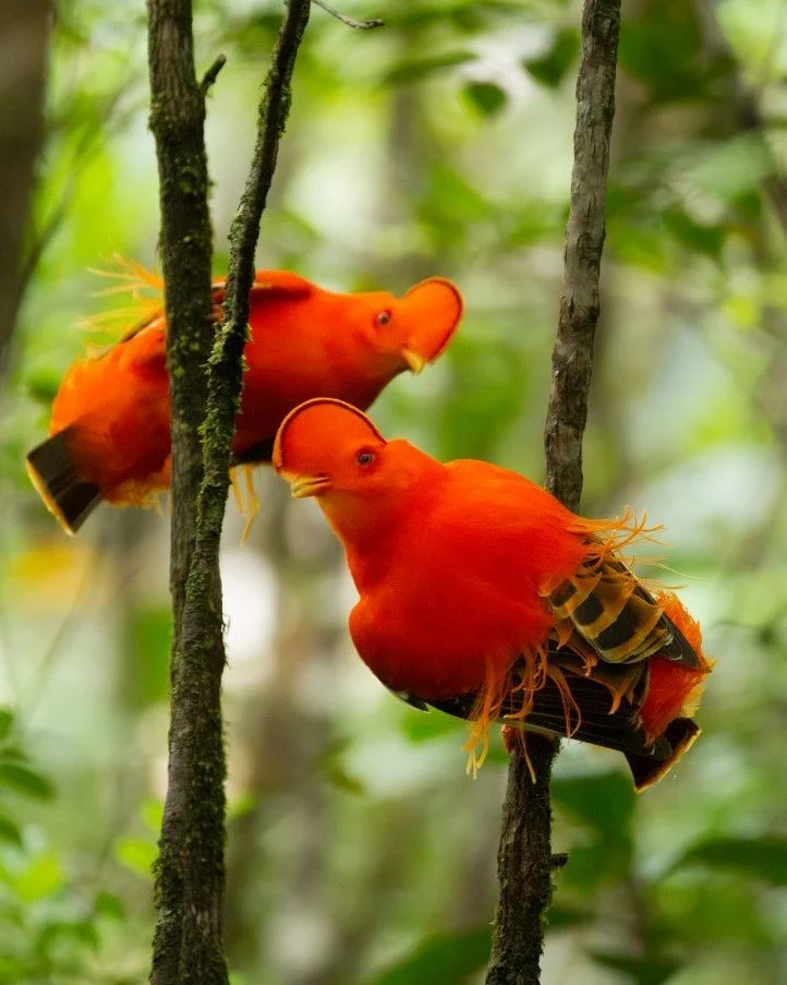 Endemics of the Guiana Shield — Birding the Islands