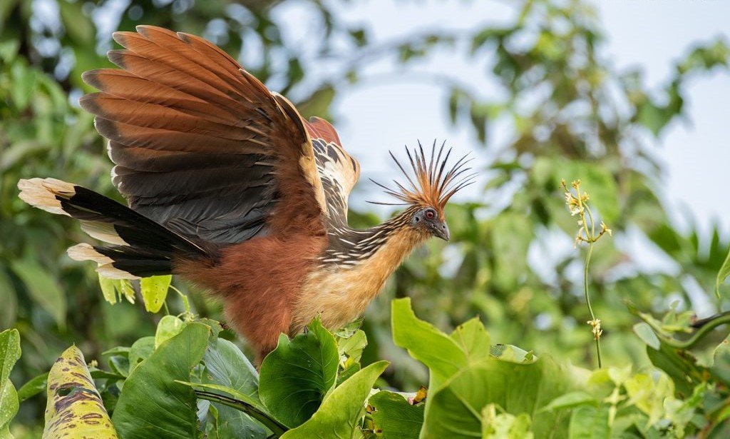 Endemics of the Guiana Shield — Birding the Islands