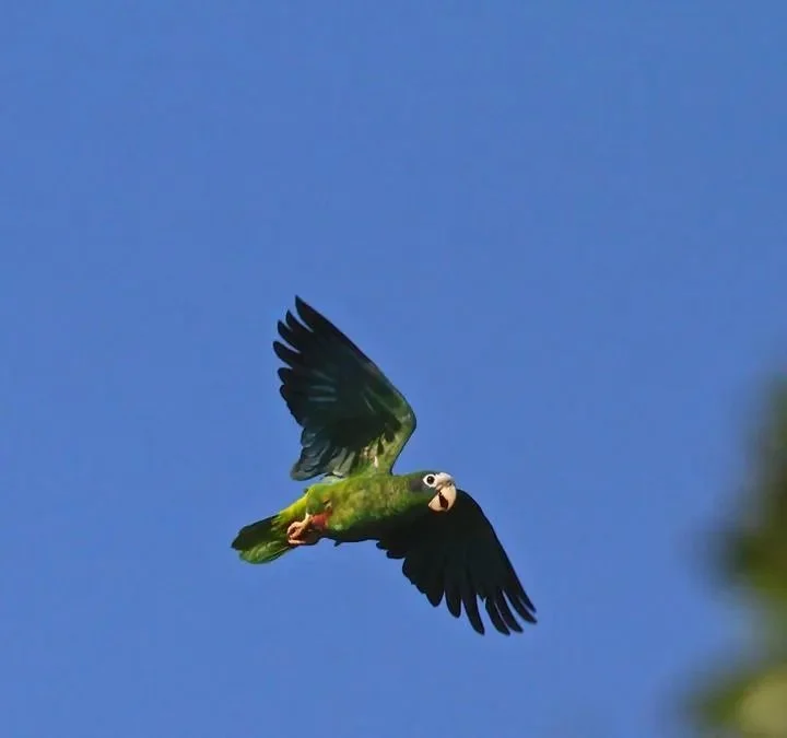 Endemics of the Greater Antilles — Birding the Islands
