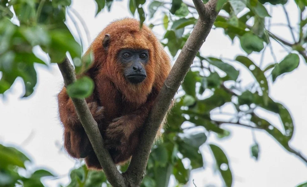 Endemics of the Guiana Shield — Birding the Islands