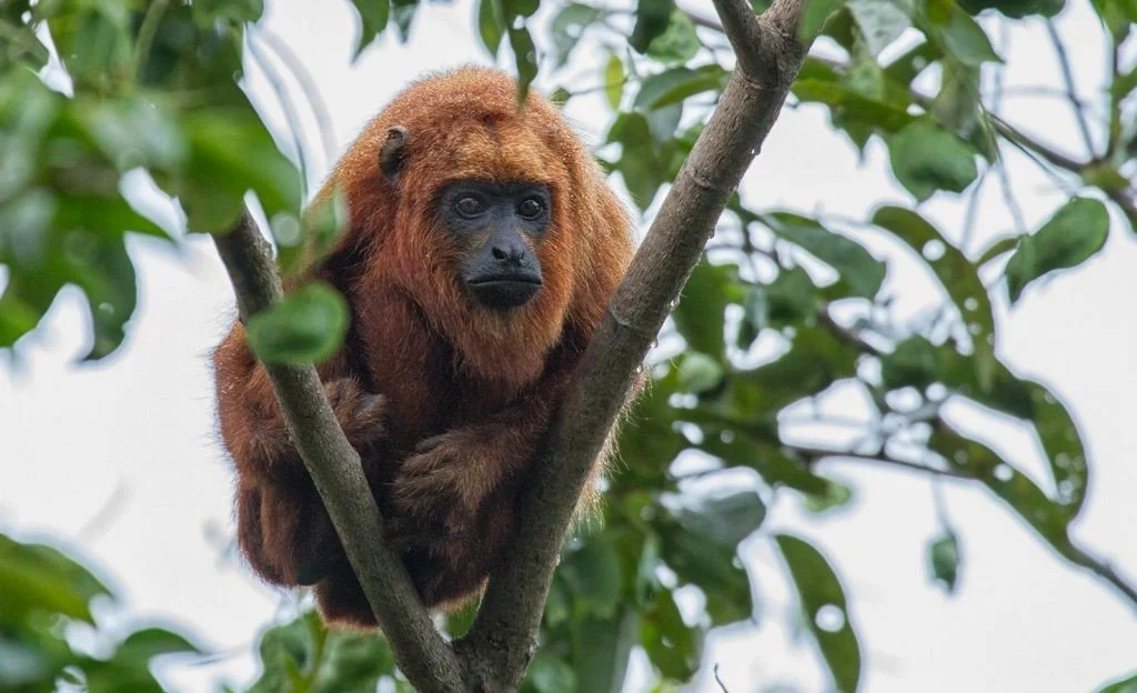 Endemics of the Guiana Shield — Birding the Islands