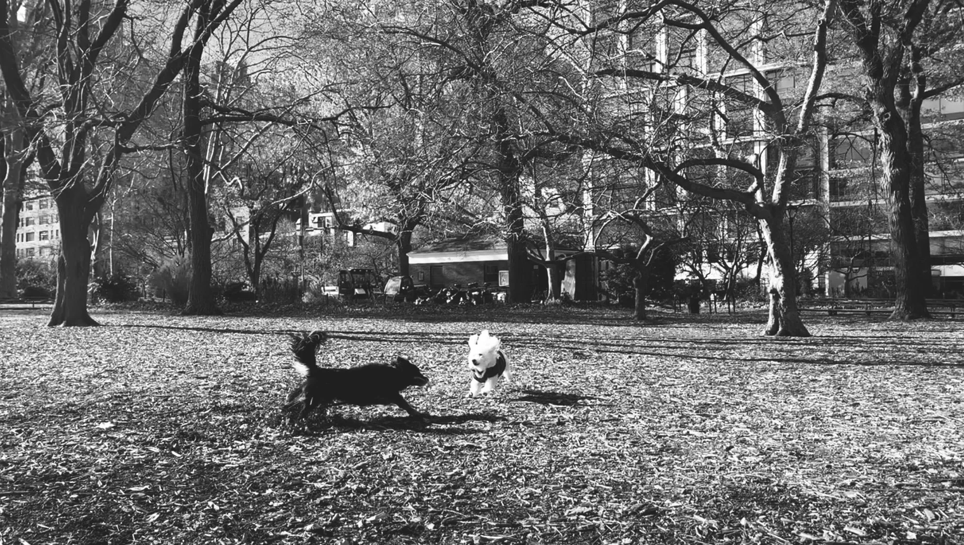 Chelsia Rose Marcius