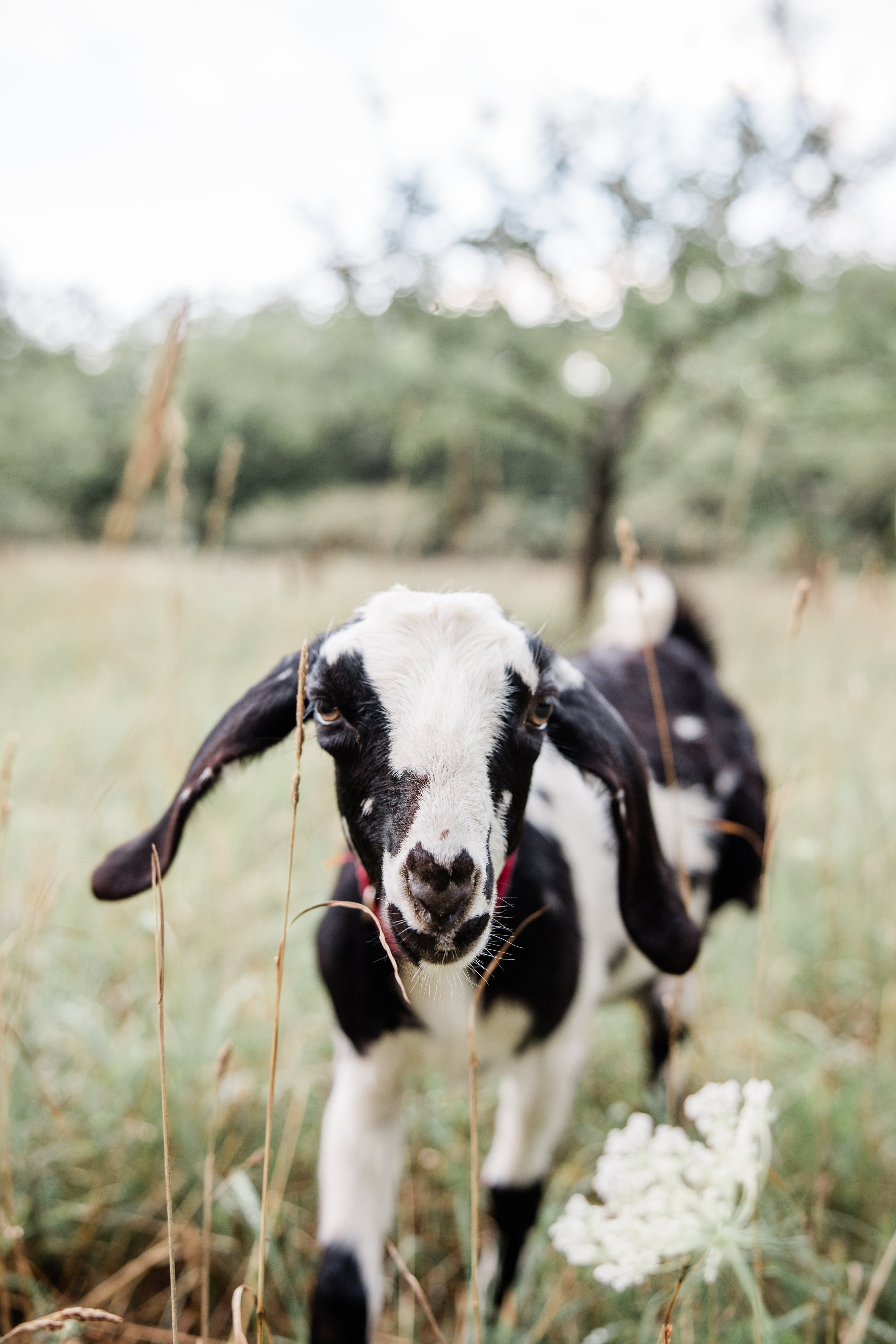 Baby Goats + Blooms Mini Session Interest — Tandem Photography