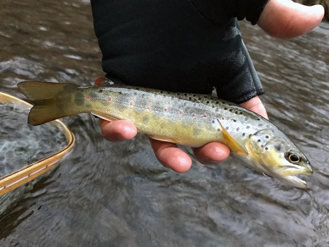 Searching For Wild Trout On The Gunpowder — Wooly Bugged