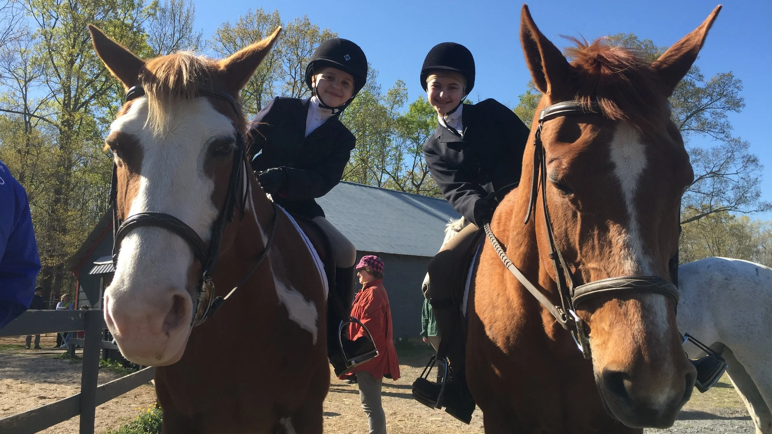 Services — Colchester Equines