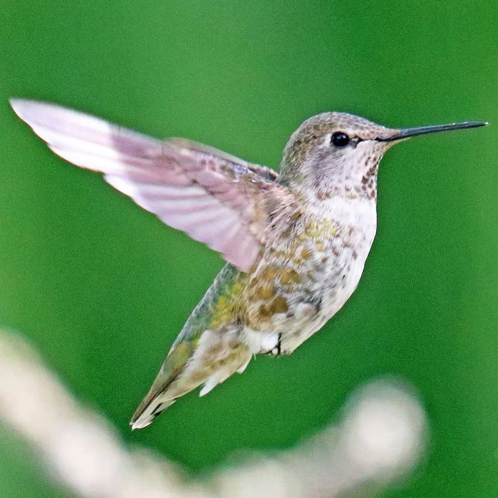 Products - Blooming Miracles - 2019 — Steps 4 Life Community Services