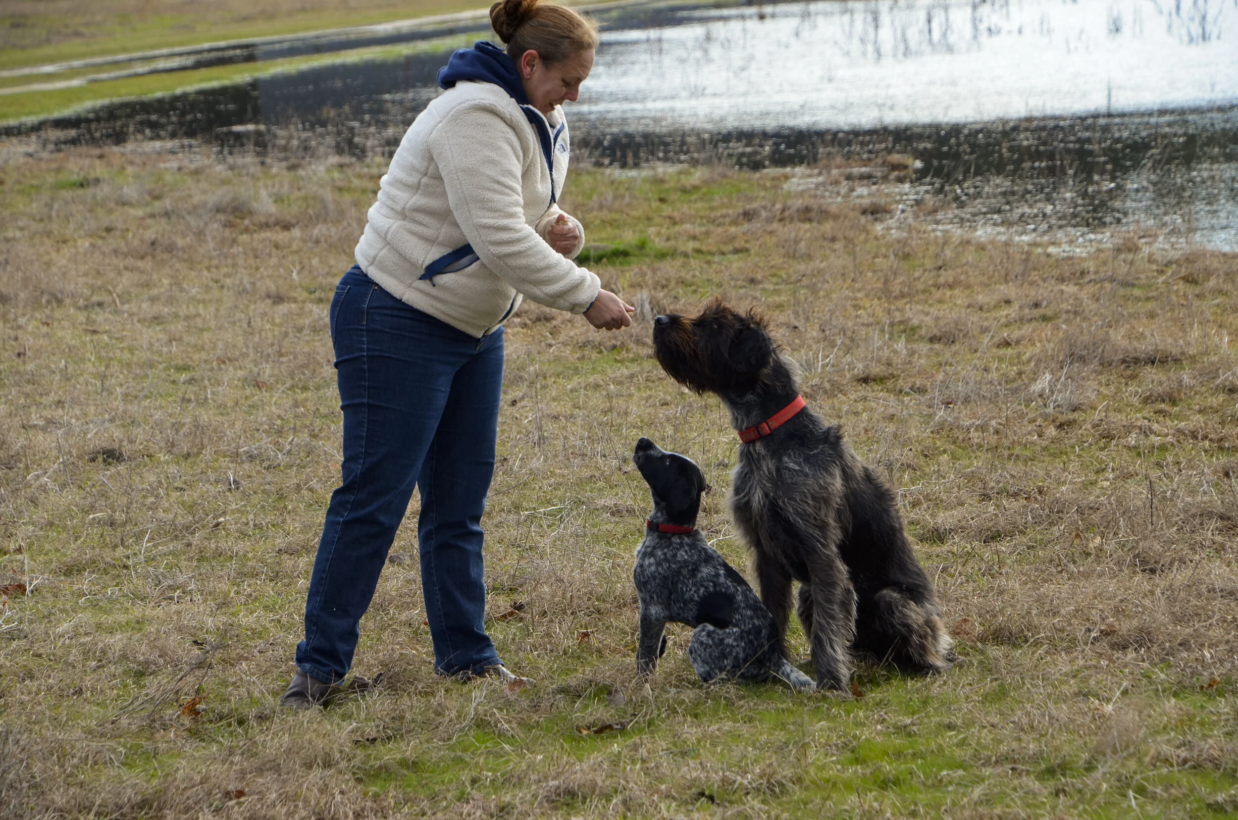 dogs doing their thing.Dog images are a popular staple of the So