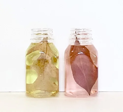 Exploring Fall like a Scientist- Leaf Pigment Experiment — Play Street ...