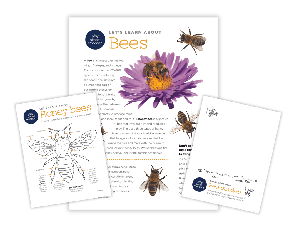 Let's Learn about Bees — Play Street Museum